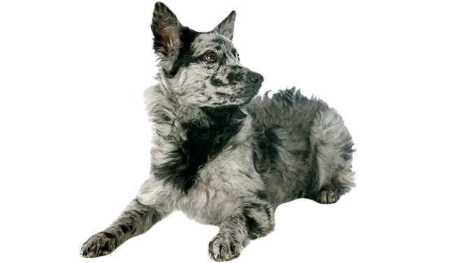 kinichs ( ⭒ MIKA 𓏴) · GitHub