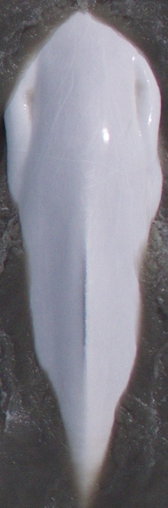 GitHub - gauthsvenkat/whaledo: Code for the where's whaledo competition by https://www ...