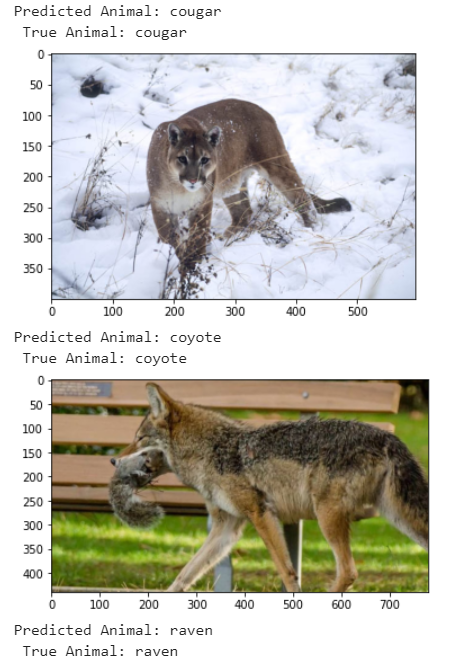 GitHub - Agewerc/wildlifeComputerVision: A CNN developed from scratch ...