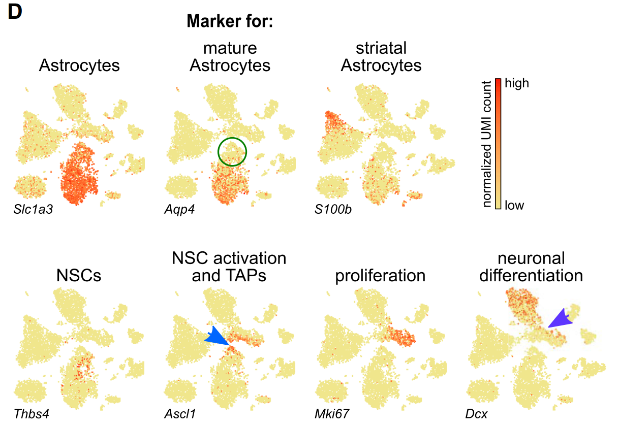 GitHub - YutingPKU/PaperWork-scRNA-GSE111527-mouseSVZ: Reanalyze of GSE111527 scRNA-seq data
