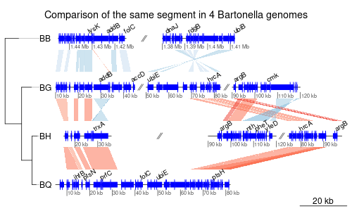 GitHub - MVPuijk/genoPlotR: An R package for generating reproducible, publication-grade graphics ...