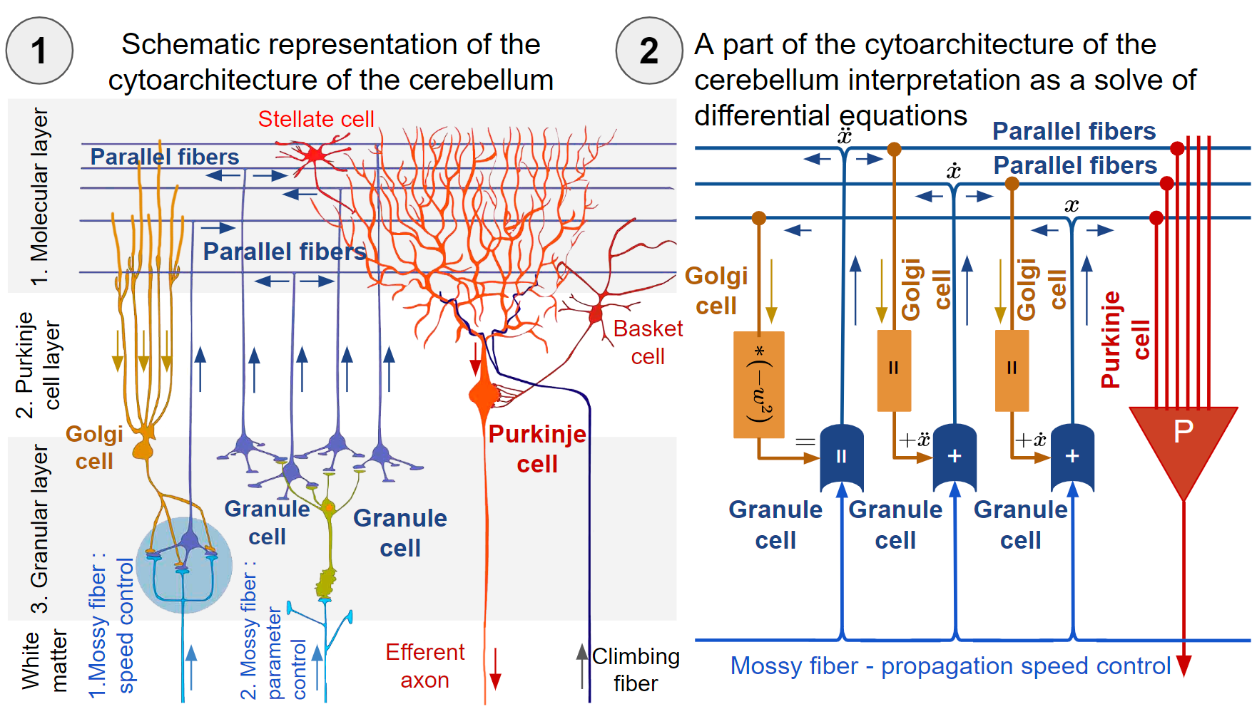 GitHub - airatn/Cerebellum-cytoarchitecture-for-solving-the-equation-of ...
