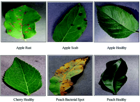 GitHub - OmidGhadami95/EfficientNetV2B0---PlantVillage: Plant disease ...