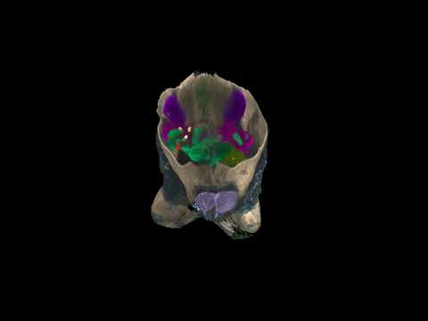 GitHub - erturklab/mouseMapper