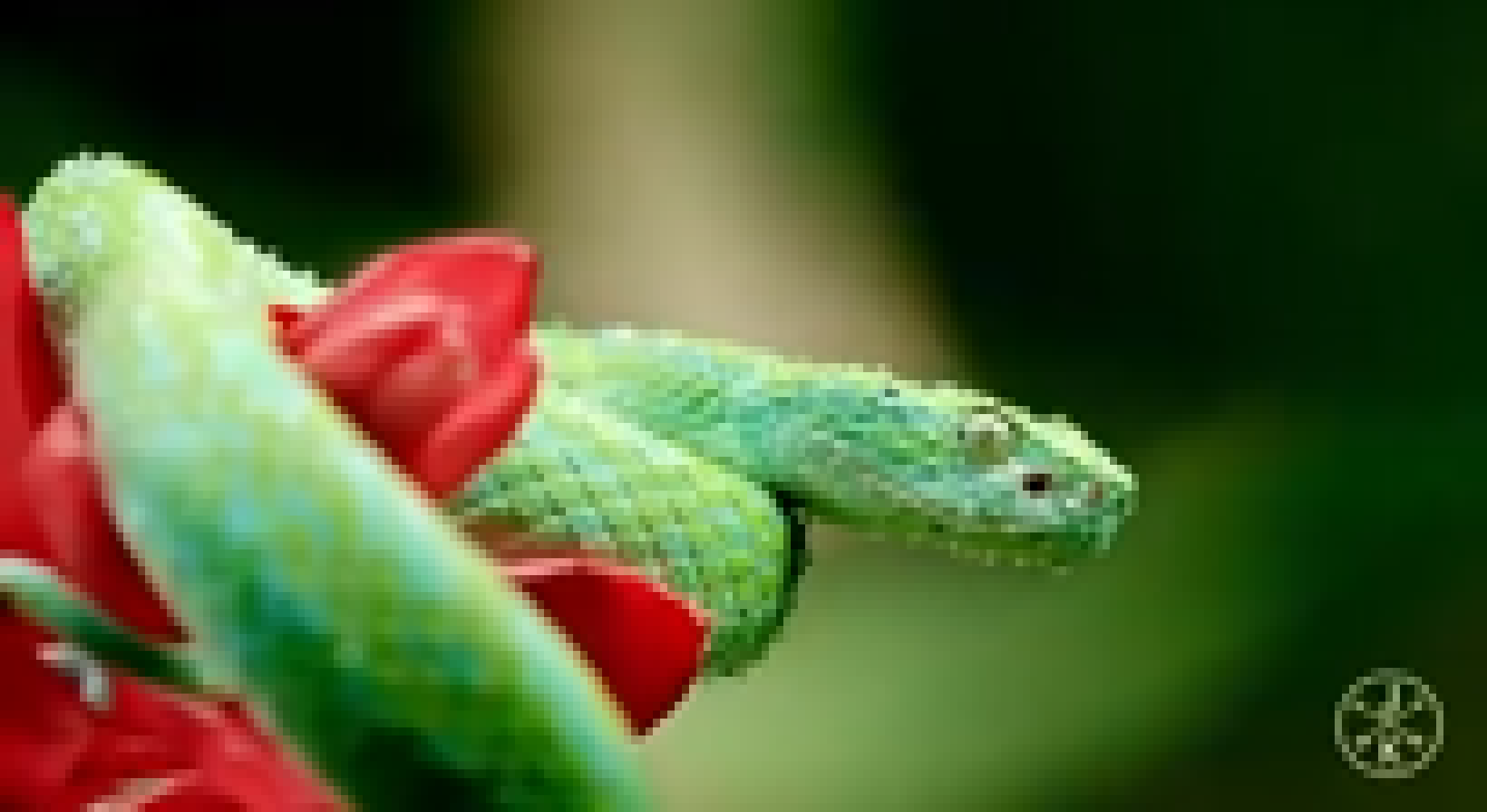 GitHub - Julynx/pyscii: A simple and extremely fast python script to turn video into ASCII the ...