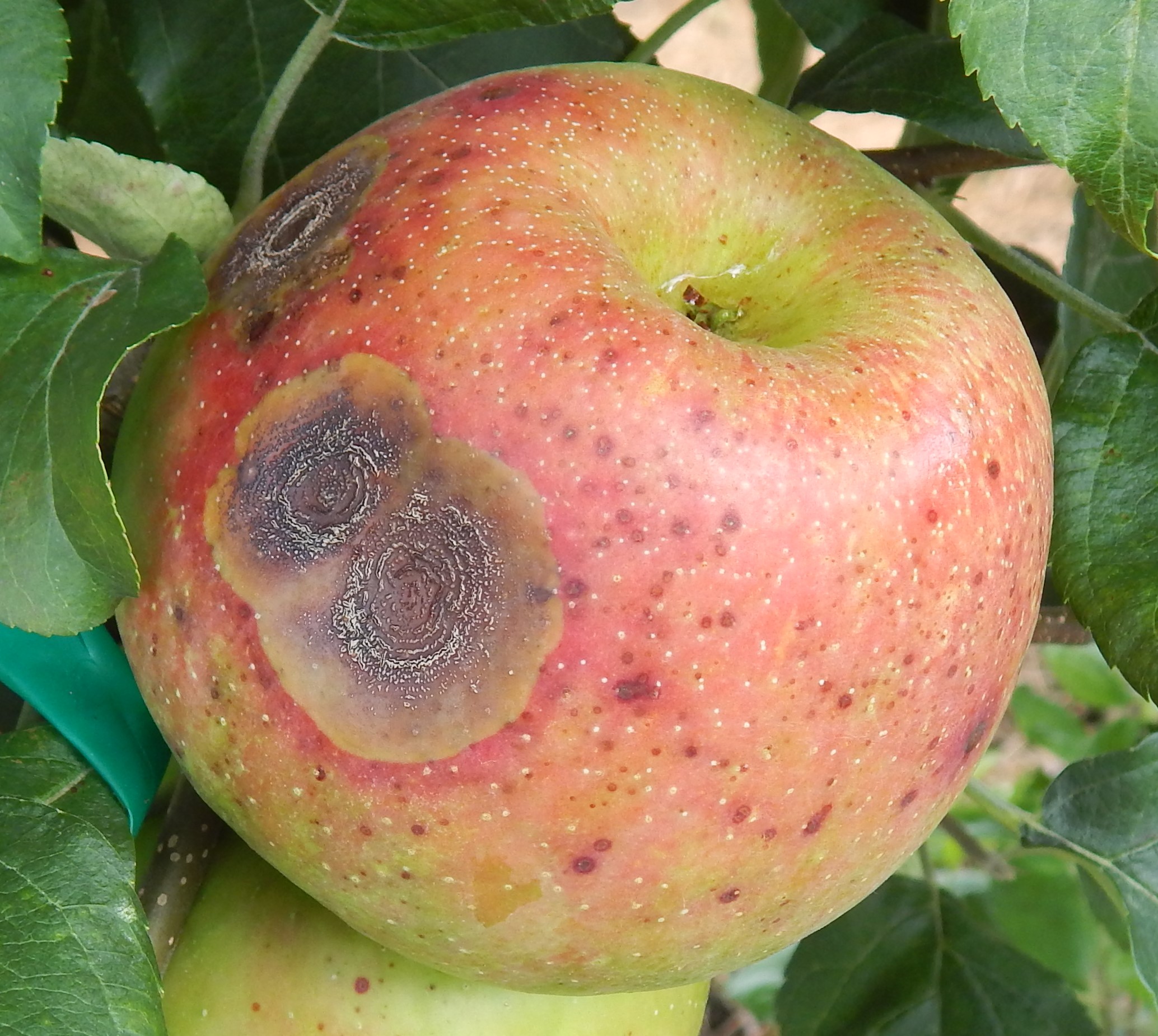GitHub - MrMDrX/Apple-Disease-Detection: πUsing CNNs, this project ... GitHub - MrMDrX/Apple-Disease-Detection: πUsing CNNs, this project ...