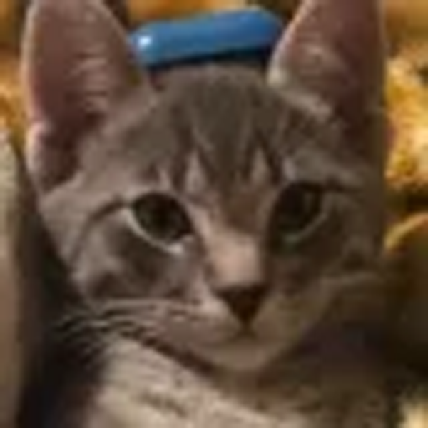 GitHub - finobenet/finobenet: Finobe.net source code