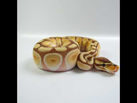 GitHub - BB31420/AI-Auto-Video-Generator: An AI-powered storytelling ...