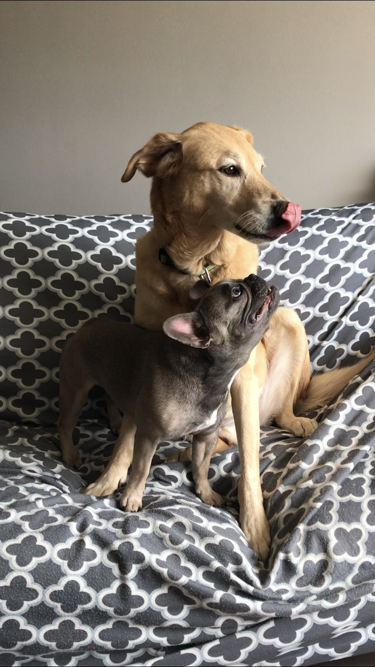dog image