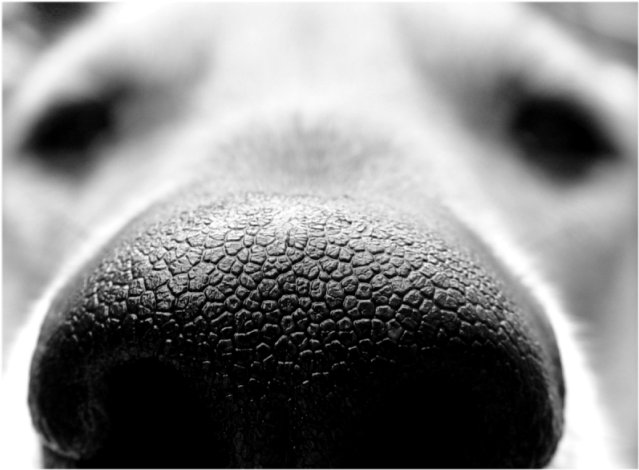 GitHub - moooofly/libpcap_tutorial: 基于 C 进行 libpcap 开发的简单手册～