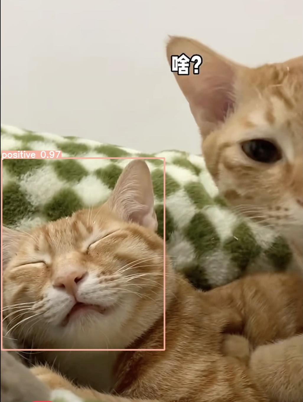 GitHub - Leo9156/Cat-Emotion-Detection: Using custom Yolov5 object detection model to recognize ...