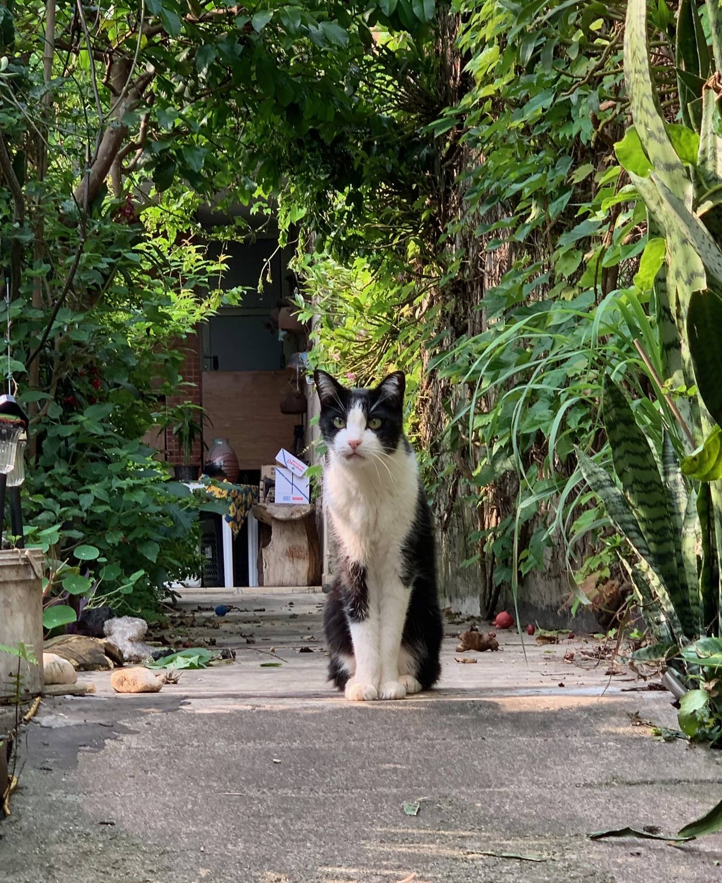 ryanseiyu (Ryan Seiyu) · GitHub