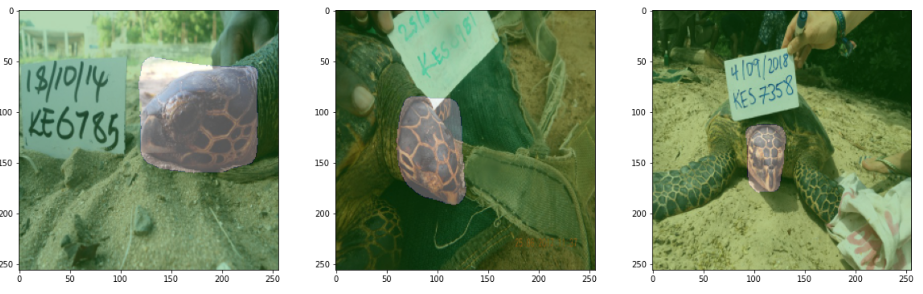 GitHub - vbookshelf/Zindi-LOC-Sea-Turtle-Face-Detector: A method to ...