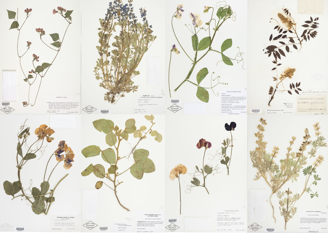 GitHub - visipedia/herbarium_comp: Herbarium competition details