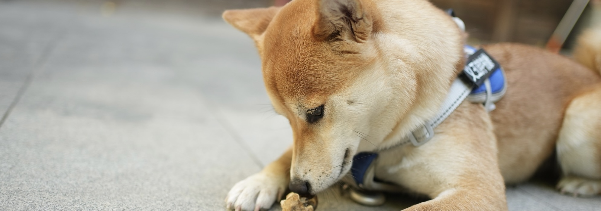 bagelquant (Eric Huang) · GitHub