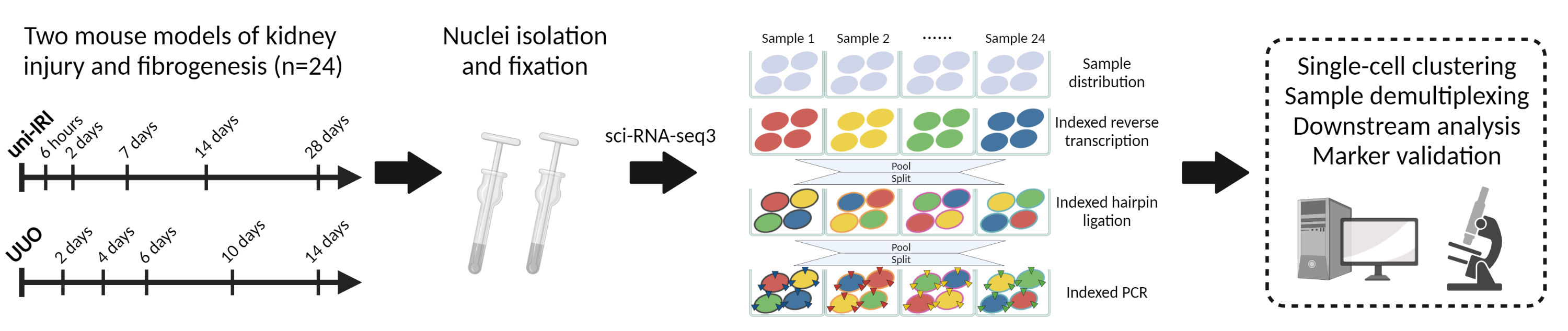 GitHub - TheHumphreysLab/sci-RNA-seq-kidney: Scripts used in the ...