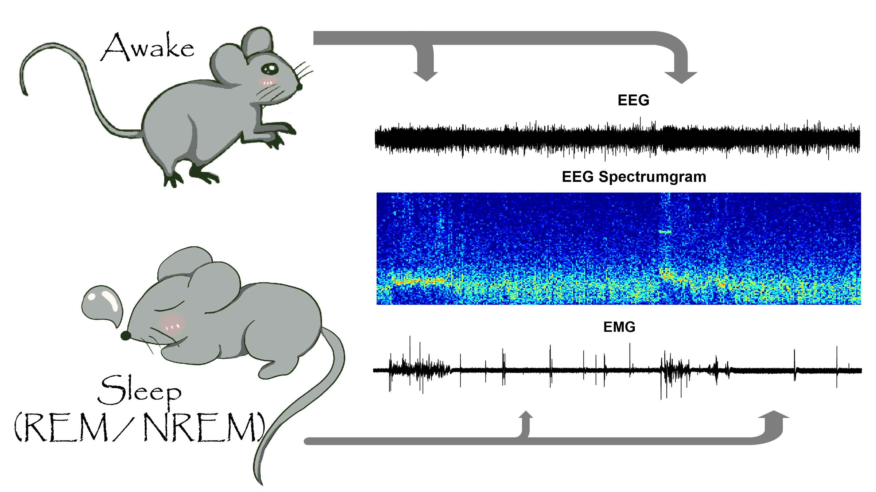 GitHub - li-shen-amy/eeg_sleep: MATLAB Code for Sleep cycle analysis from EEG signals