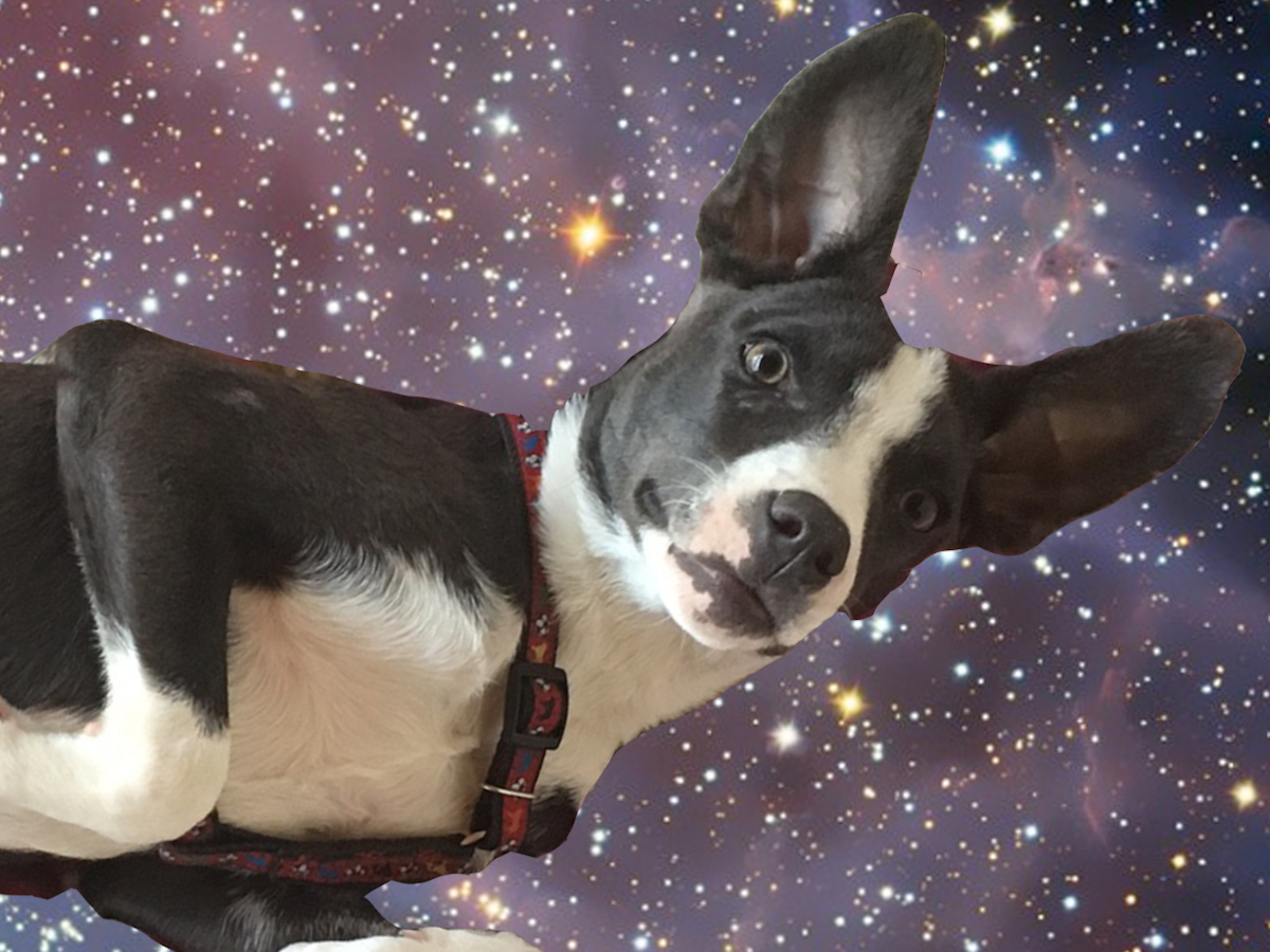 GitHub - iamRishabh07/project-dog-classification: Designed and trained a convolutional neural ...