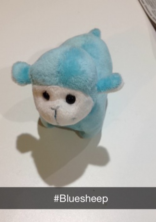 GitHub - Sadikk/BlueSheep: [Discontinued] Dofus socket bot to automate tasks in Dofus 2.X