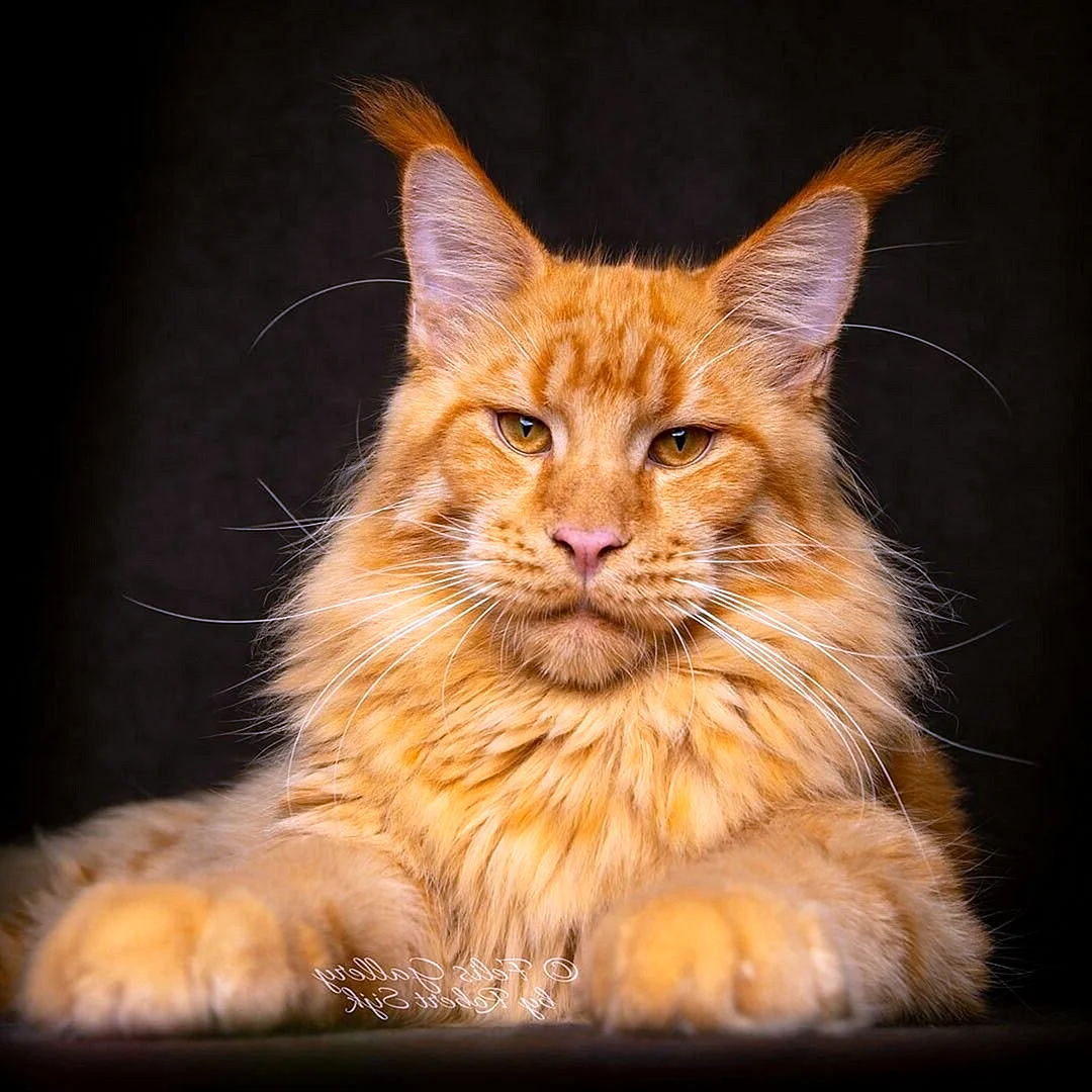 GitHub - Kari595kosh/Kosh