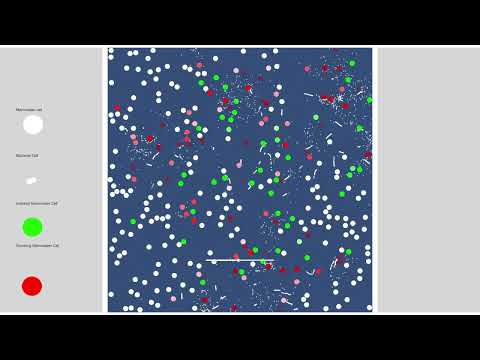 GitHub - AlexRNG/Mammalian-Bacterial-Simulation: A simulation which ...